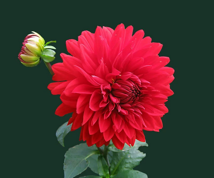 Can Actix Web Serve A Wasm File With The Logic 6751